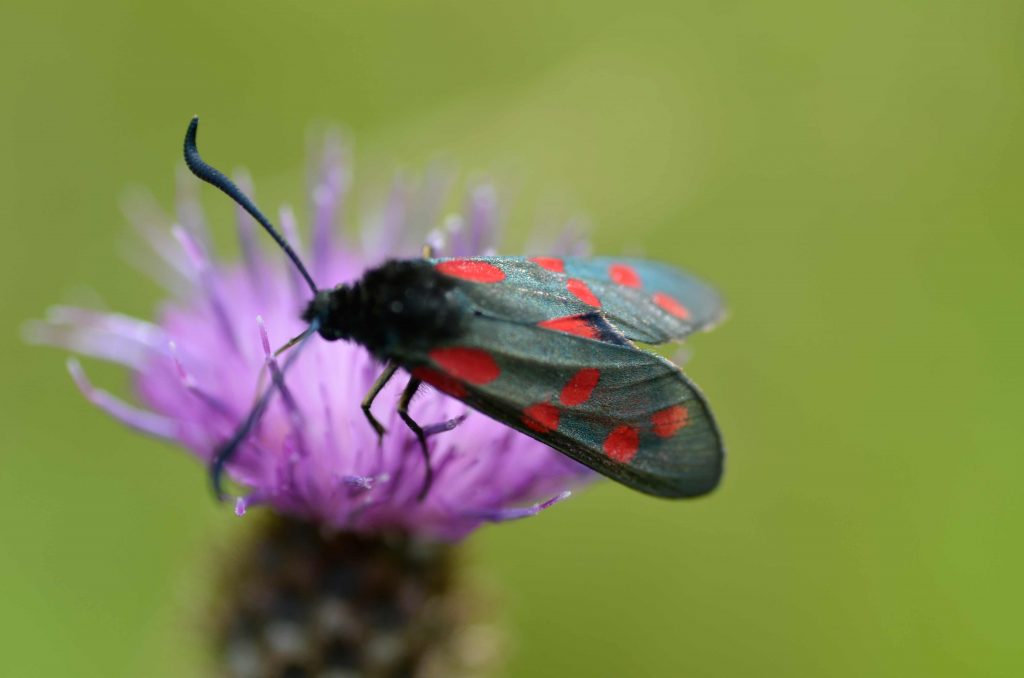 Deadly spots - A Real Gardener