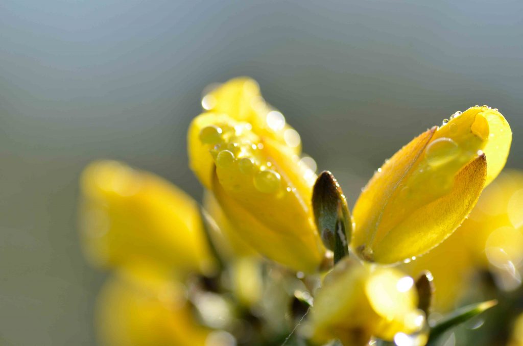 Gorse - A Real Gardener