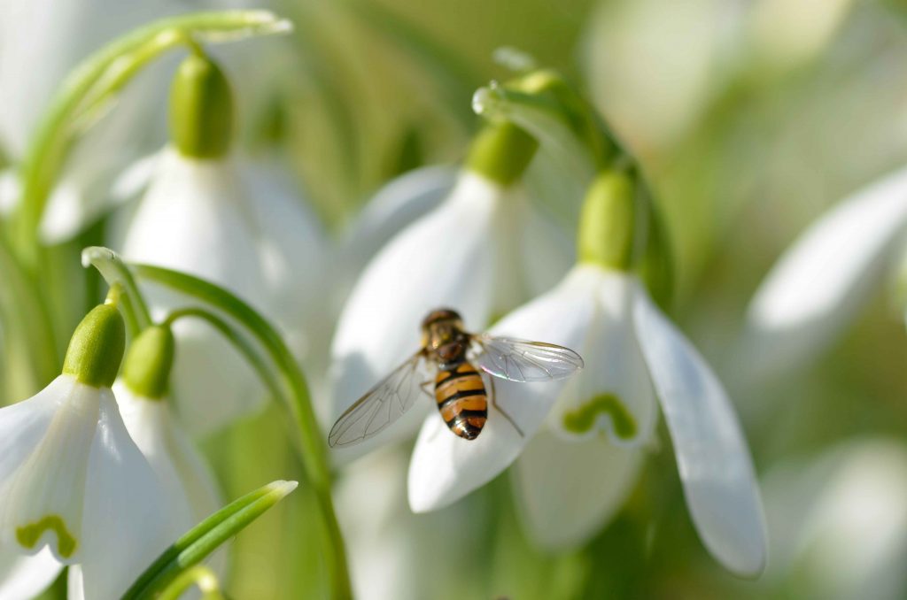 Snowdrop magic - A Real Gardener